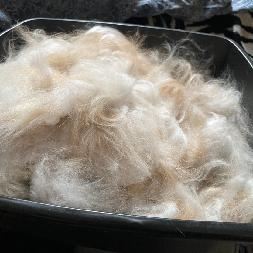 Angora Wool, What is it? – The Lazy Spinster Studio
