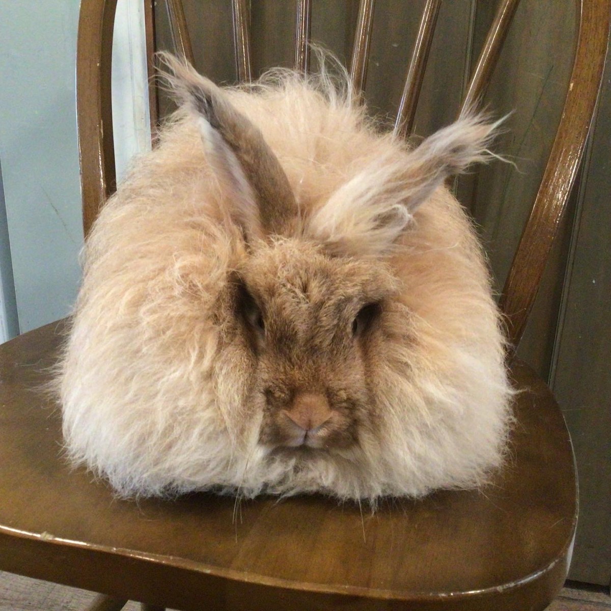 Angora Wool, What is it? – The Lazy Spinster Studio